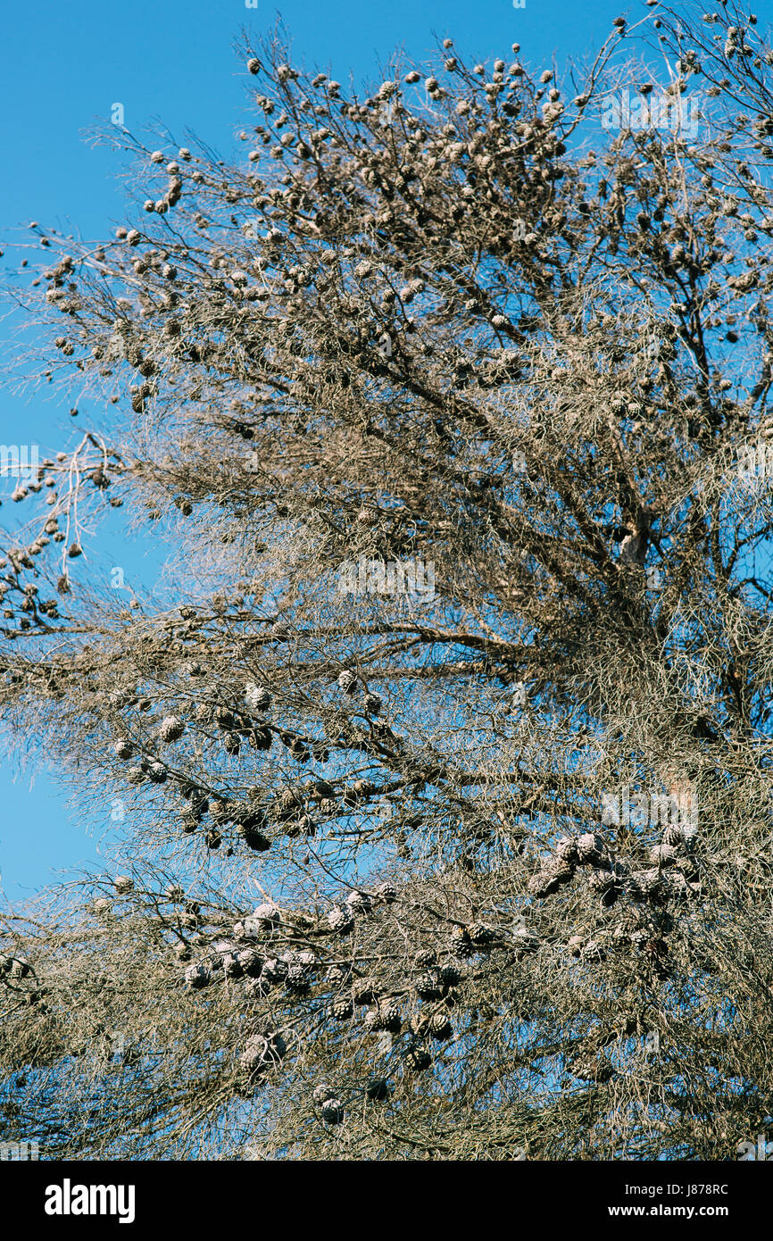 Pine after lightning strike. Wood white with a lightning strike Stock ...