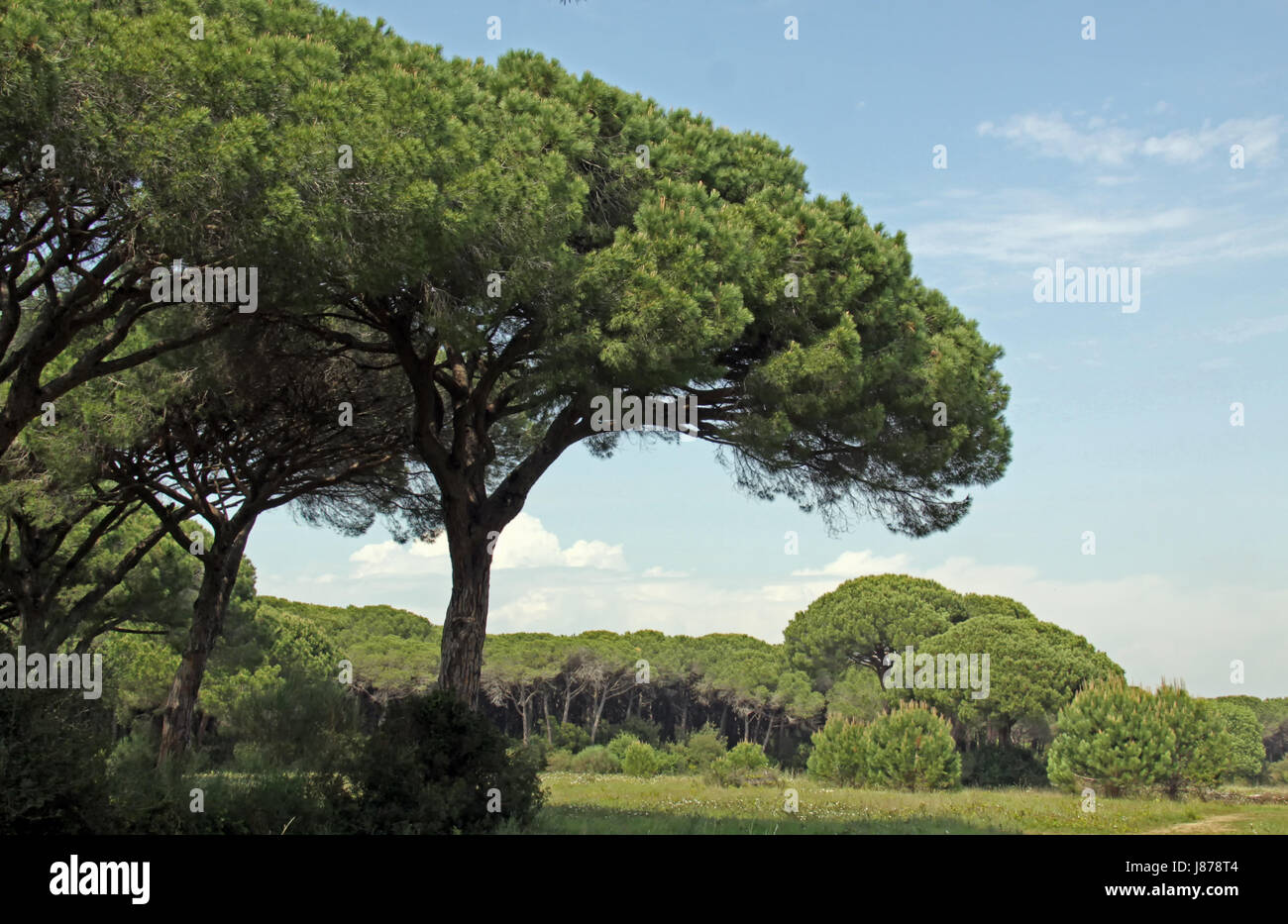 tuscany natural preserve pines tree trees pine conservation of nature ...