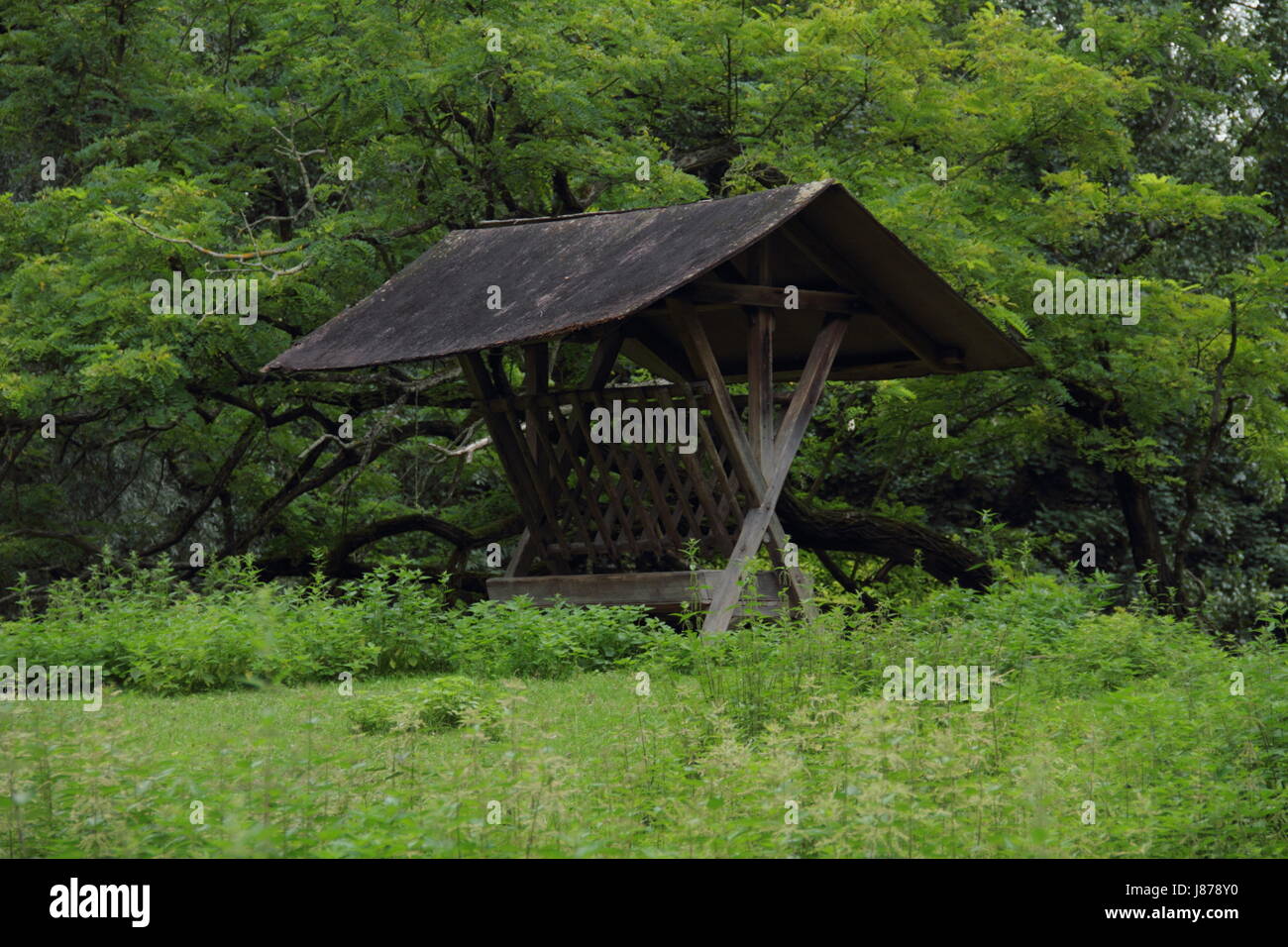 green location shot to gorge engulf devour feed nature freestanding ...