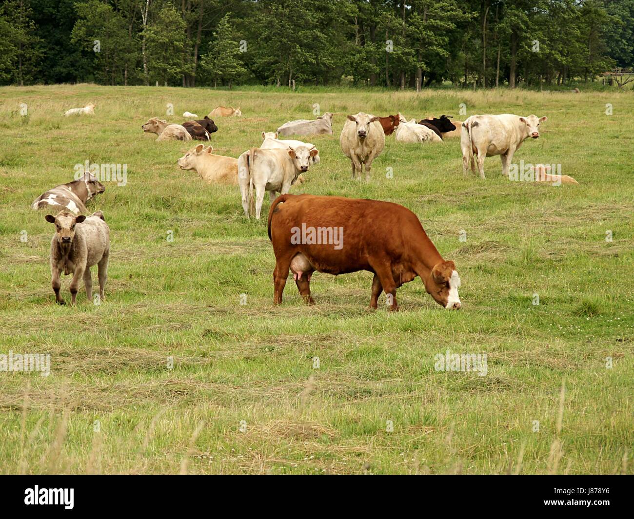 eco cow bovine cows young animal animal child willow eco cow bovine ...