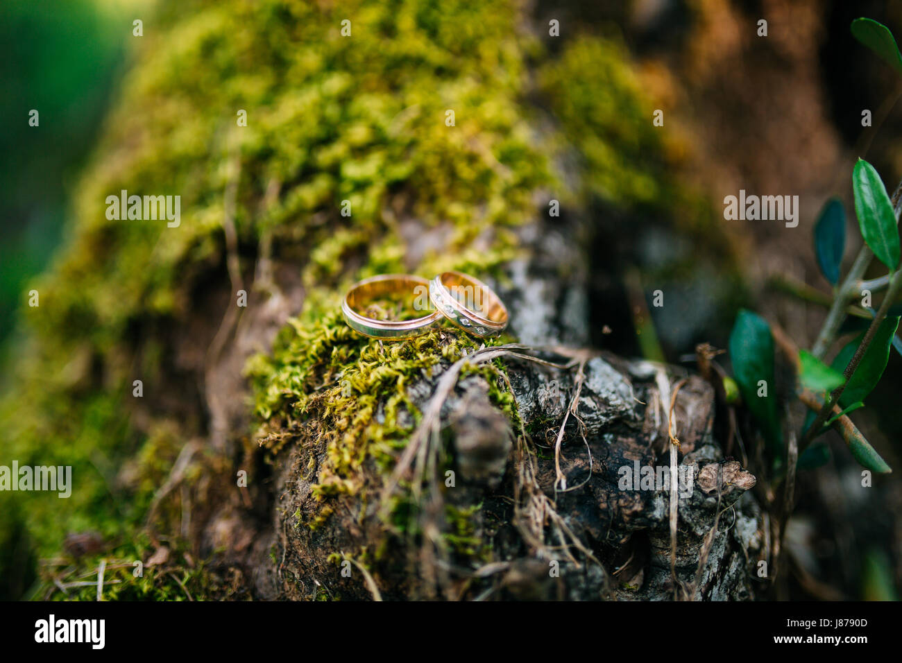 Wedding rings on a tree bark. Jewelry at the wedding Stock Photo - Alamy