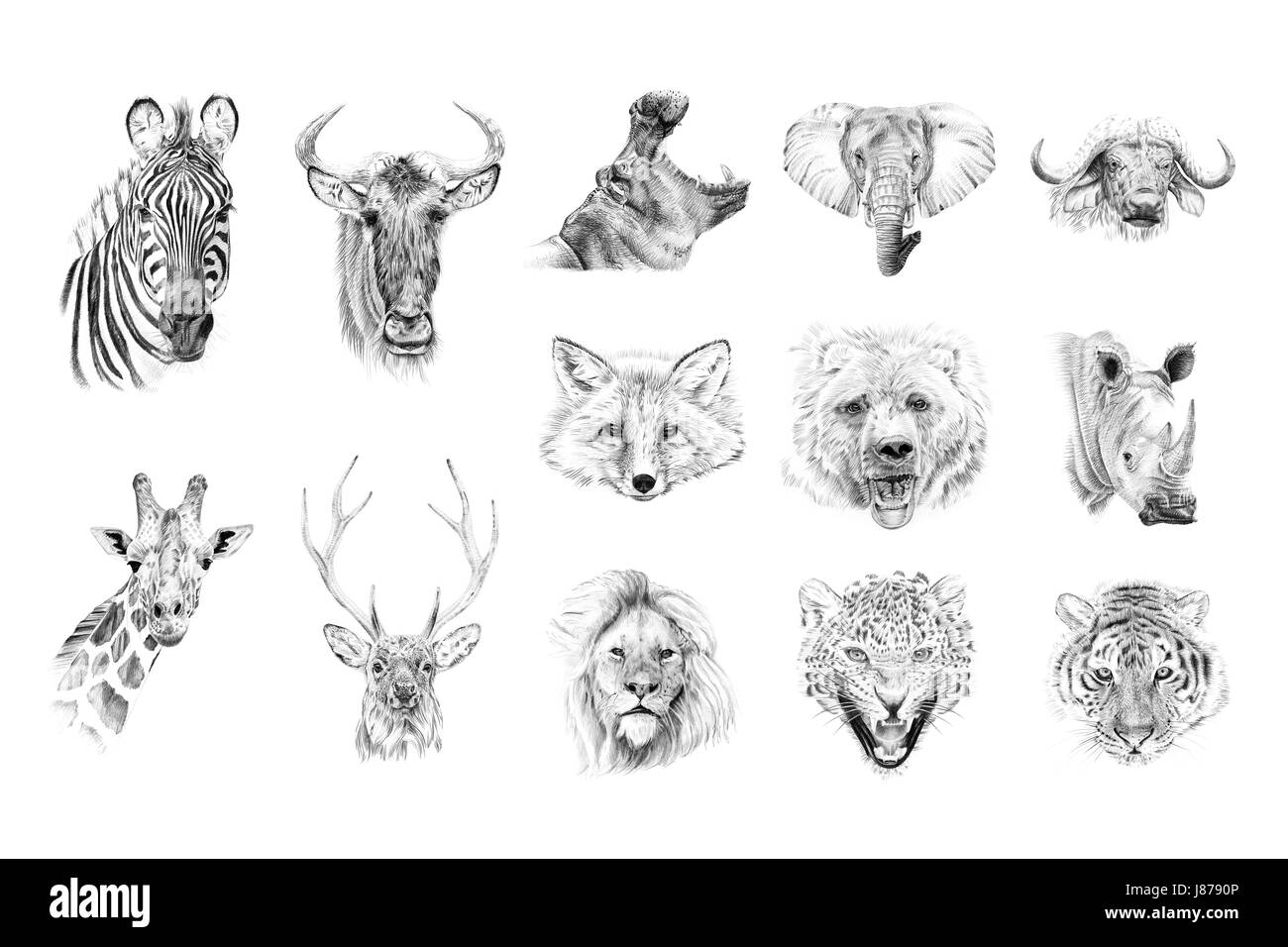 Portrait of animals drawn by hand in pencil. Originals, no tracing ...