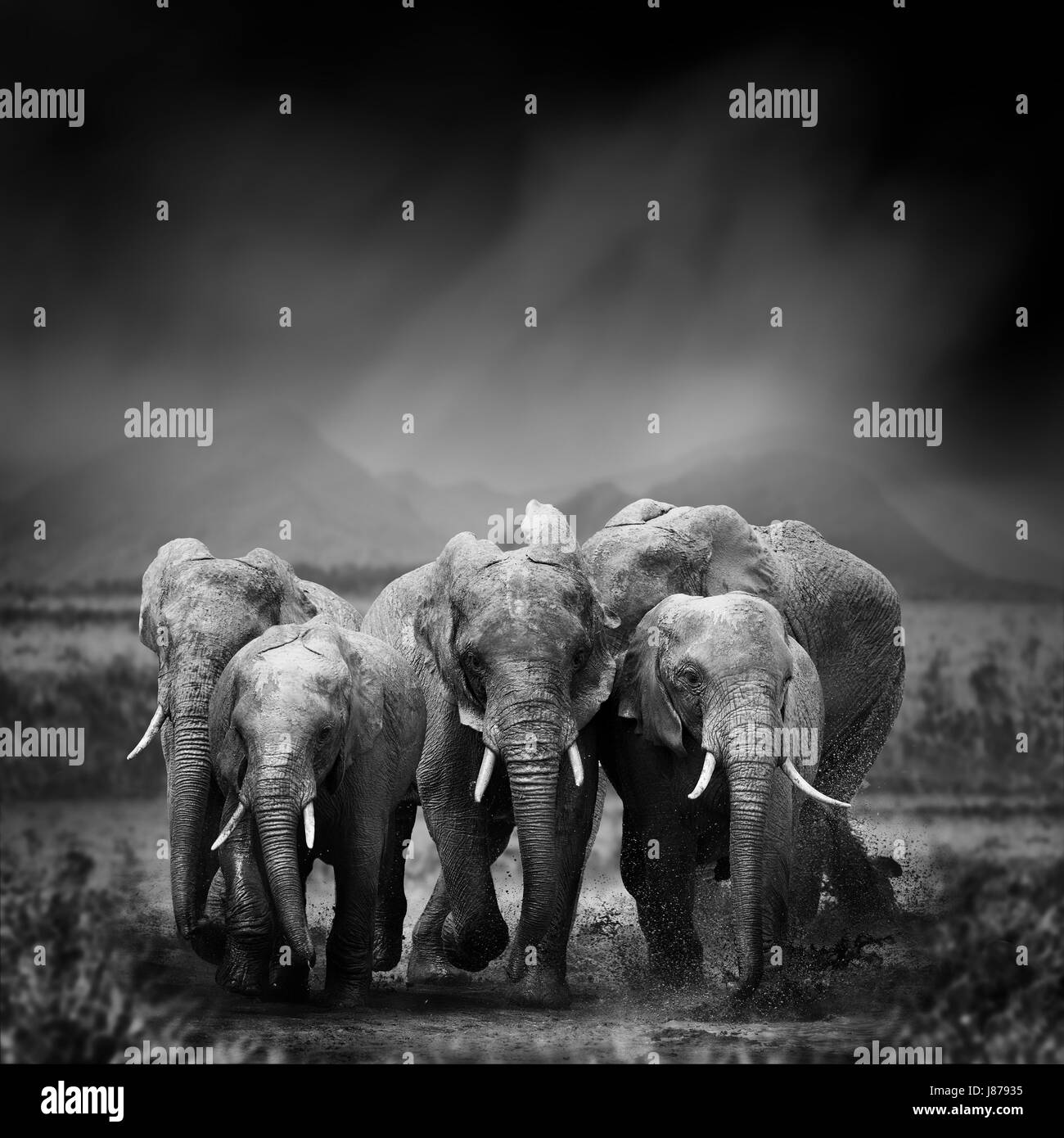 African elephant black white hi-res stock photography and images - Alamy
