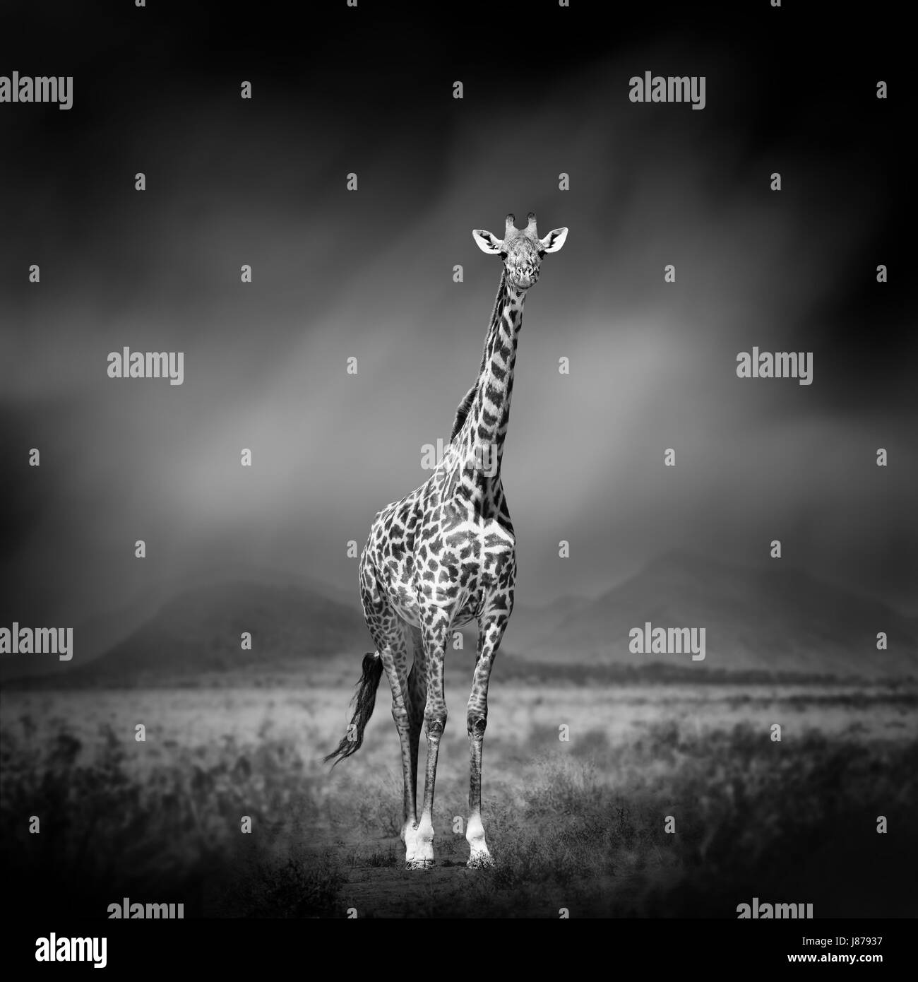Dramatic black and white image of a giraffe on black background Stock ...