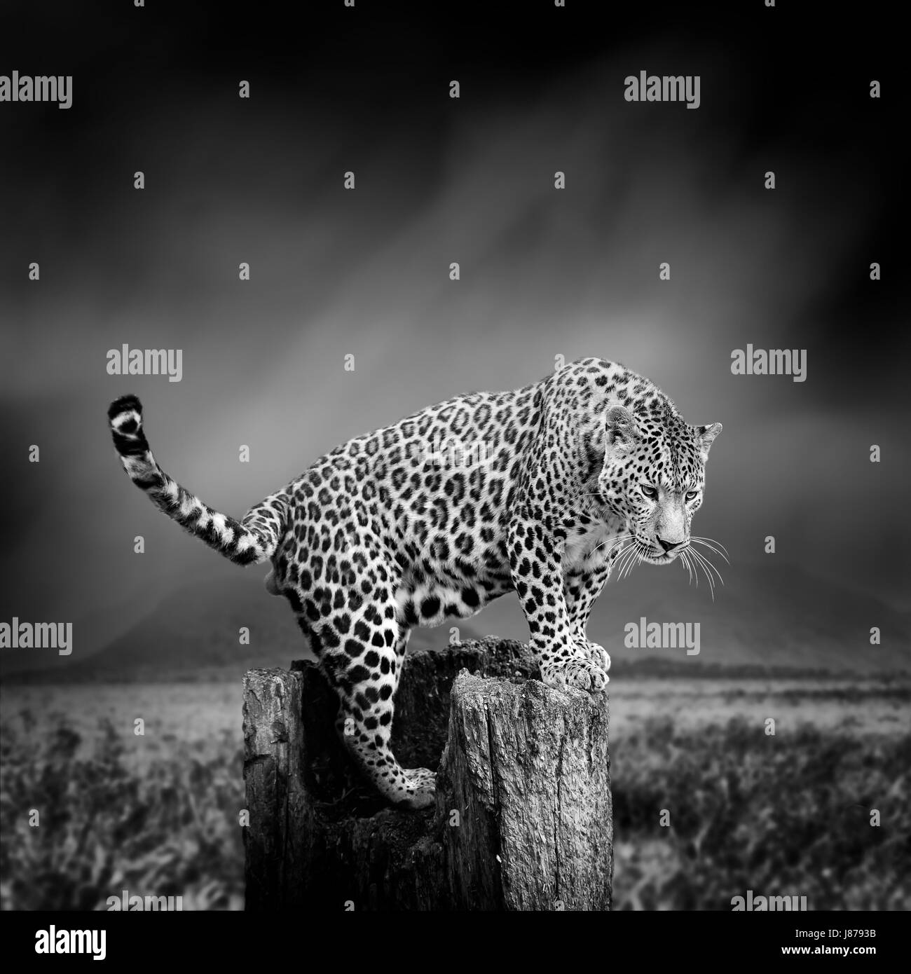 Dramatic black and white image of a leopard on black background Stock ...