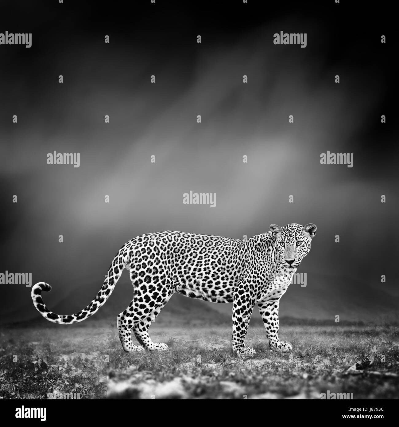 Dramatic black and white image of a leopard on black background Stock ...