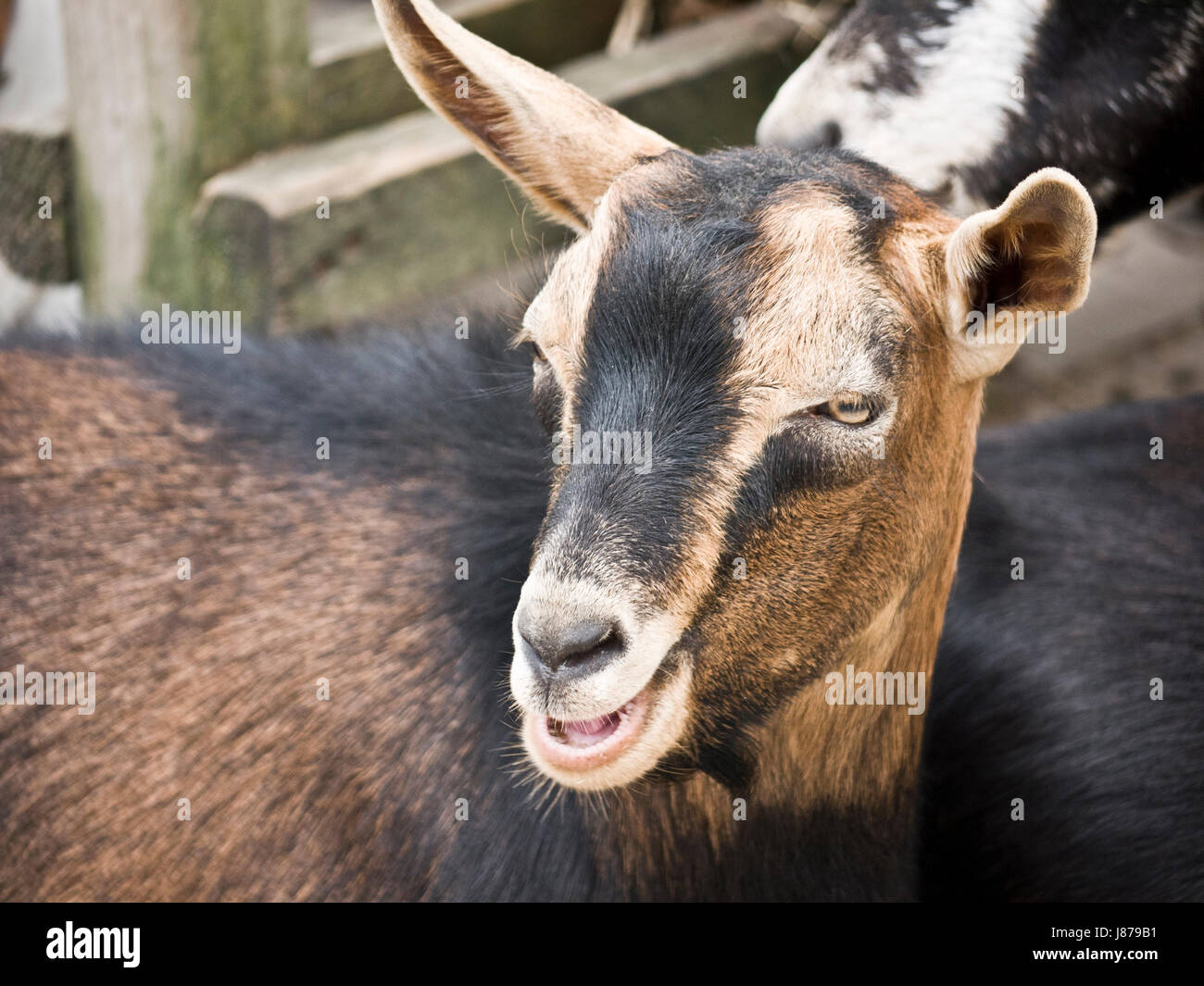 Brown billy goat hi-res stock photography and images - Alamy