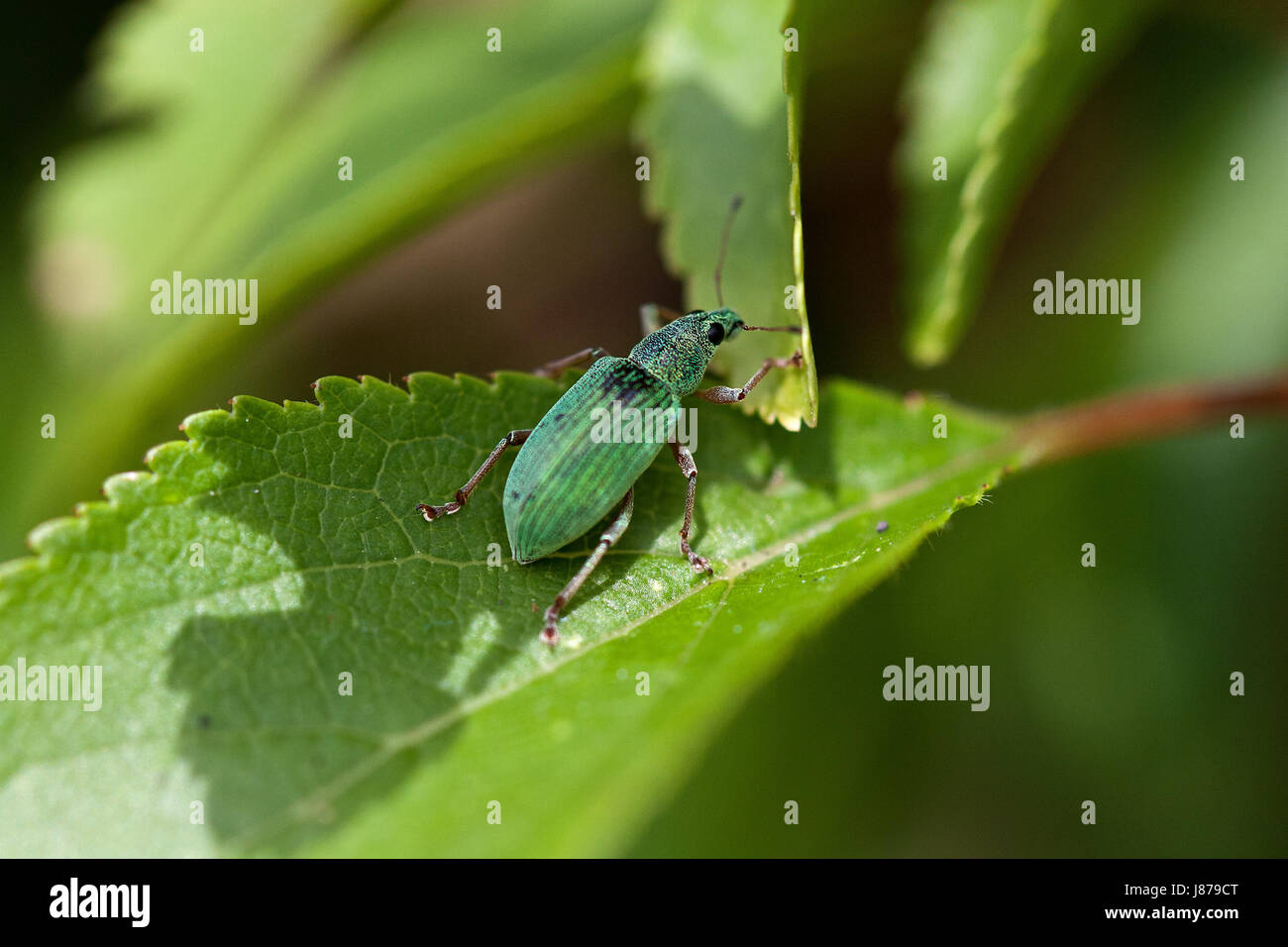 beetle, turquoise, species, weevil, beetle, turquoise, species, weevil ...