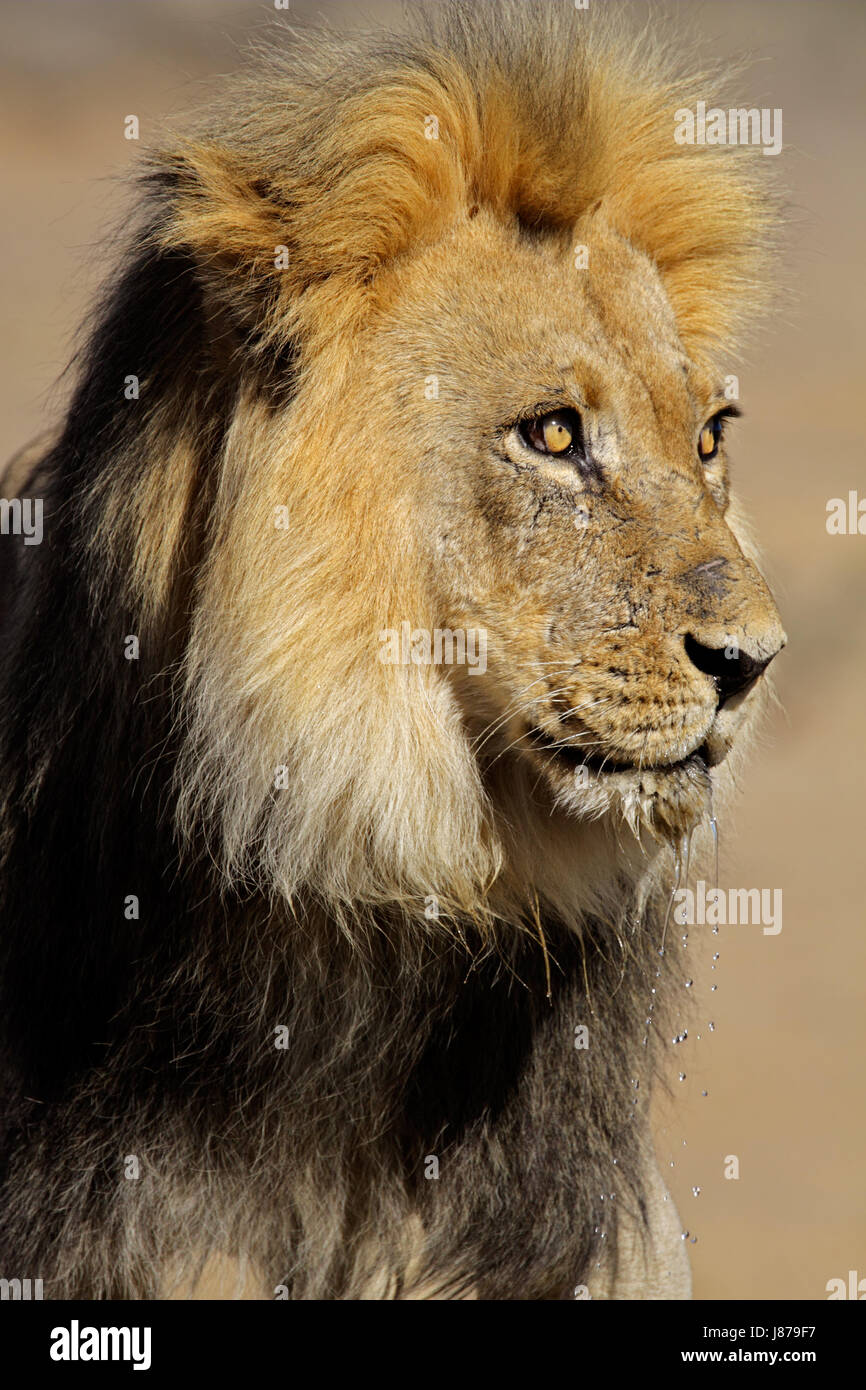 animal, mammal, africa, male, masculine, lion, cat, big cat, feline ...