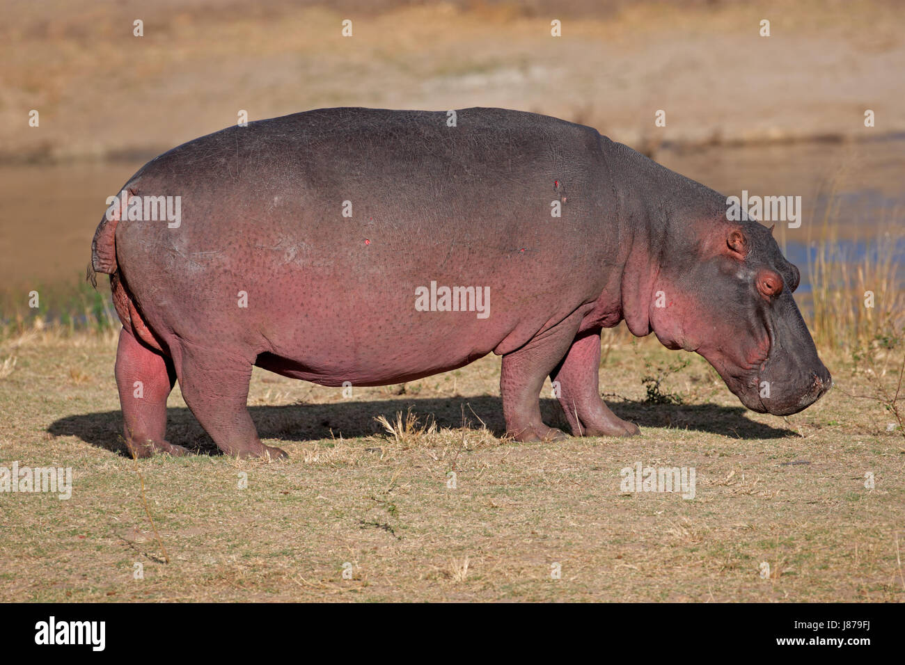 mammal, wild, wildlife, hippopotamus, herbivore, hippo, legs, big ...