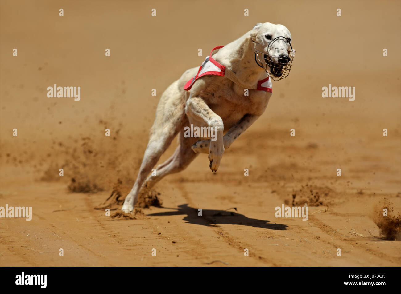 dog, greyhound, hound, sprint, sport, sports, run, running, runs, speed ...