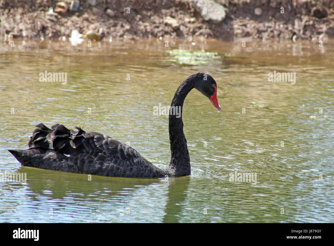 bird, black, swarthy, jetblack, deep black, swan, fresh water, lake ...
