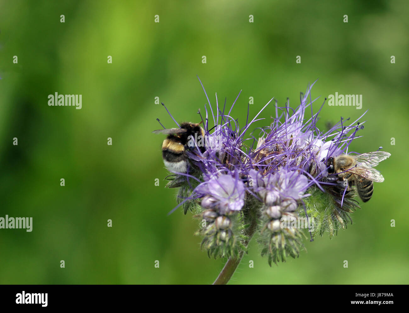 bumblebee, insect, bee, insect, flower, plant, insects, green ...