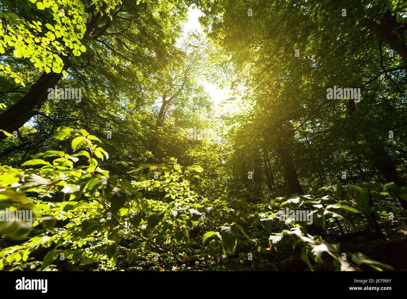 Forest in sunlight Stock Photo - Alamy
