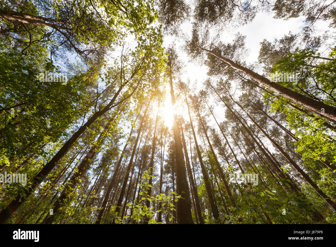 Forest in sunlight Stock Photo - Alamy