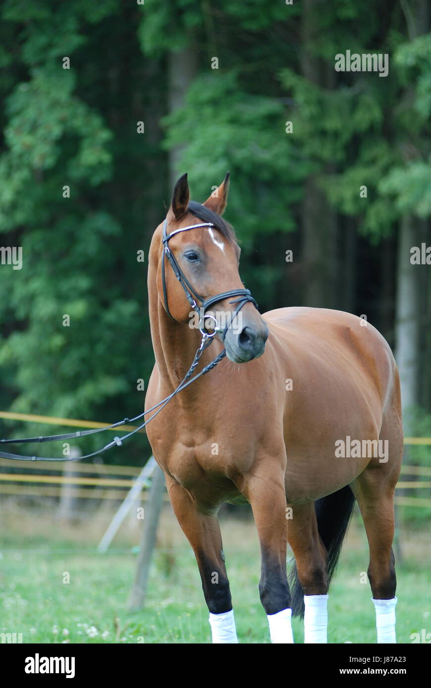 Zweibrcker hi-res stock photography and images - Alamy