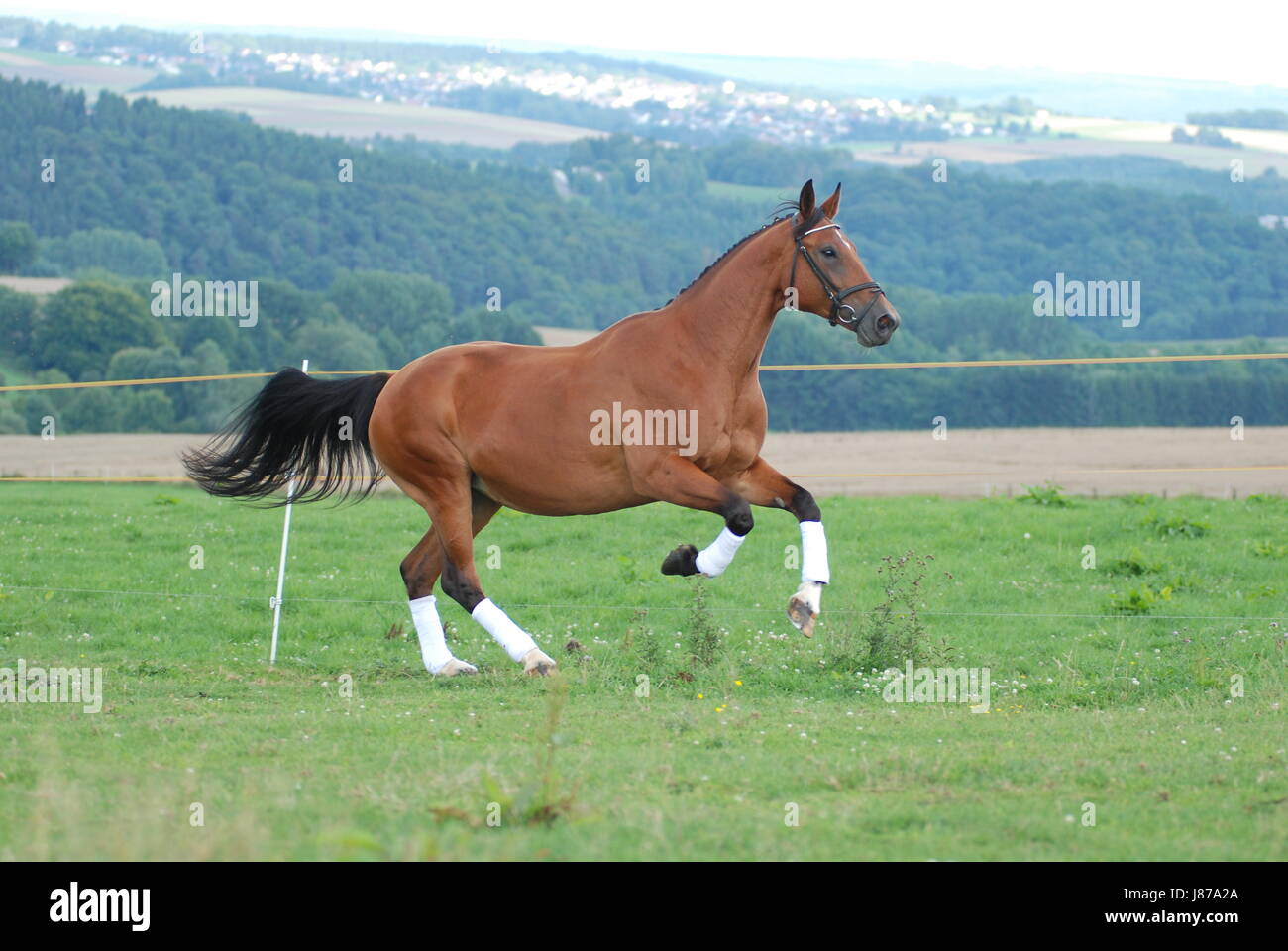 ride, horse, portrait, gallop, snaffle, trot, horseriding, motion Stock ...