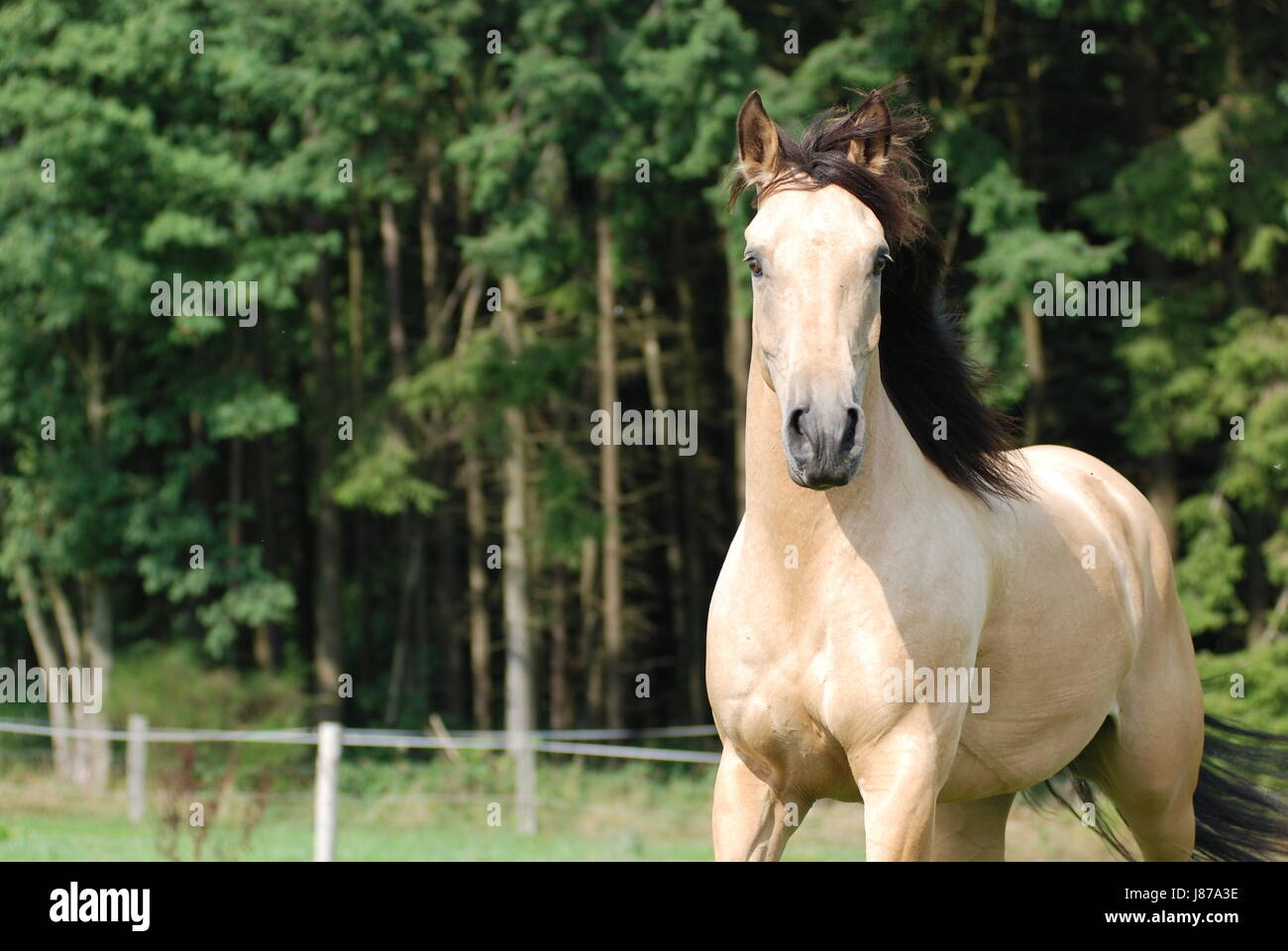 ride, horse, portrait, cowboy, horseriding, motion, postponement ...