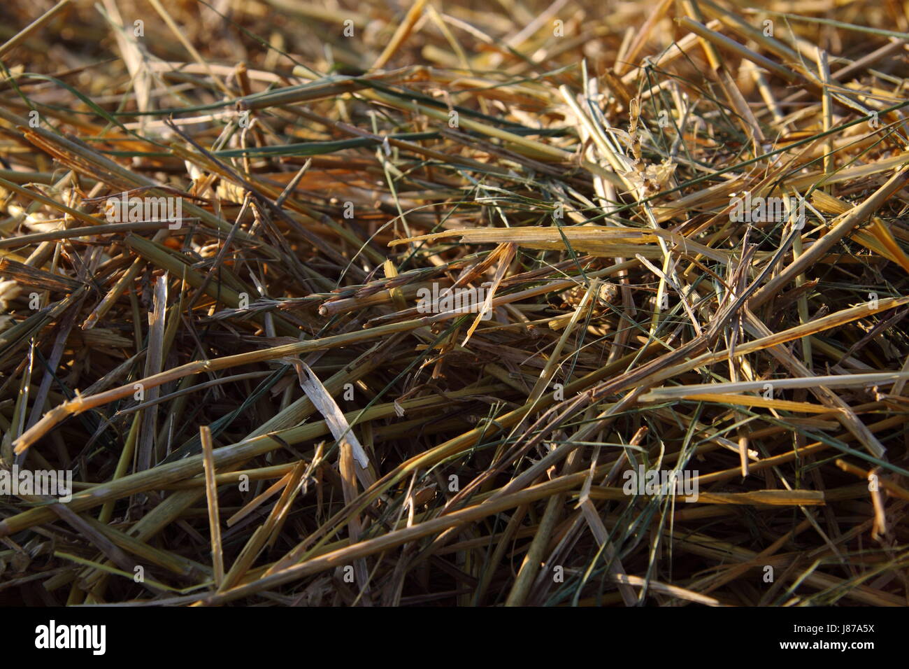 stalk, stubble field, blades, straw, grain field, hay, harvest ...