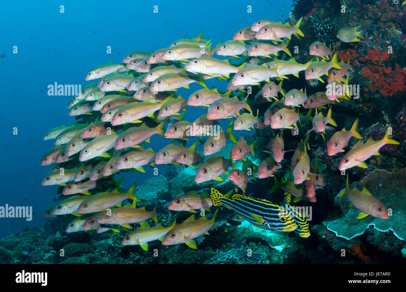 blue, asia, animals, bali, indonesia, fish, underwater, wildlife ...