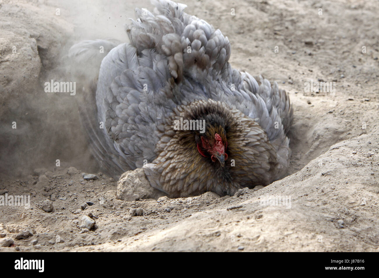 brahma chicken in a sand bath Stock Photo - Alamy
