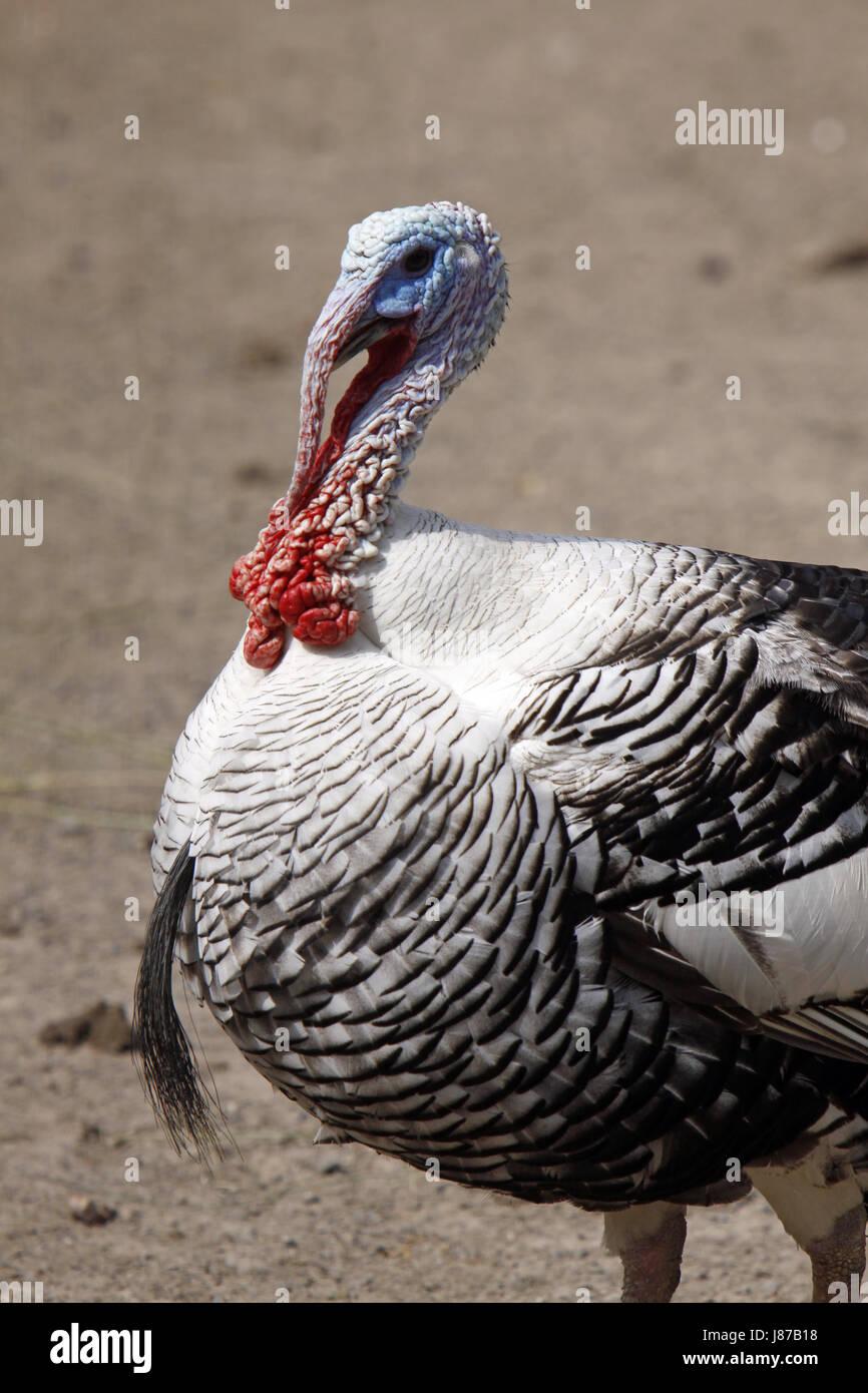 farm animal, turkey, female, animal, bird, birds, poultry, farm animal ...