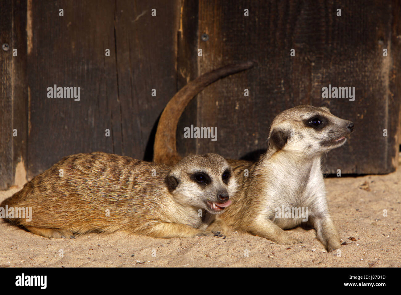 mammal, mammals, couple, pair, meerkat, meerkats, two, animal, mammal ...