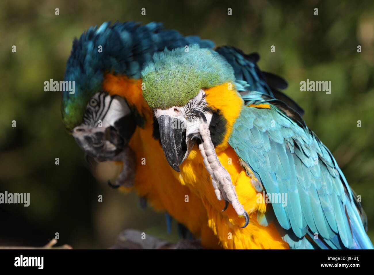 bird, birds, couple, pair, parrot, blue, animal, pet, bird, animals ...