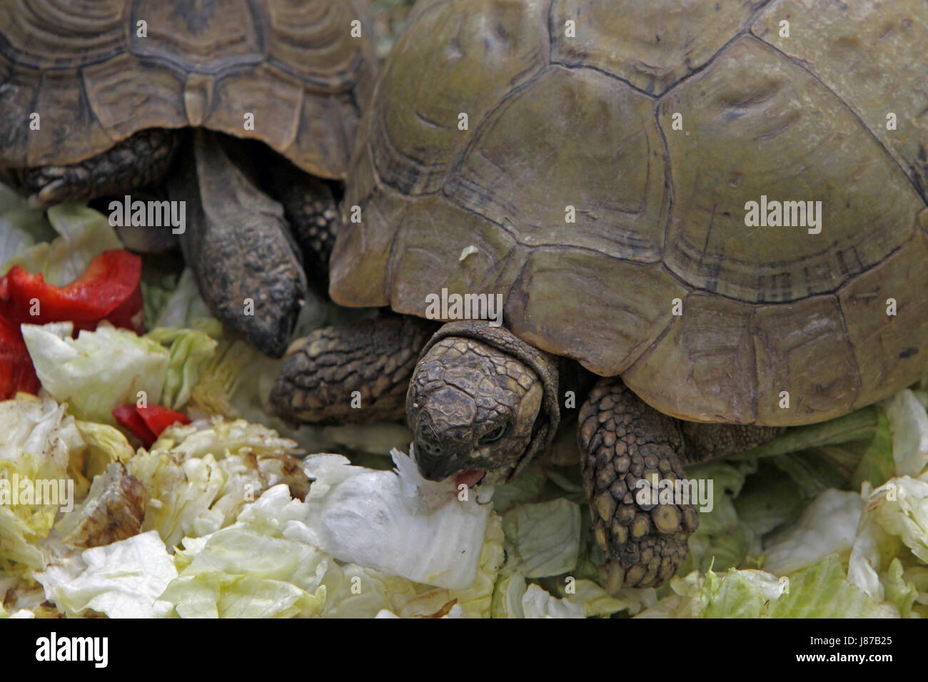 armored, tortoise, greek, turtle, reptile, armored, armour, tortoise ...