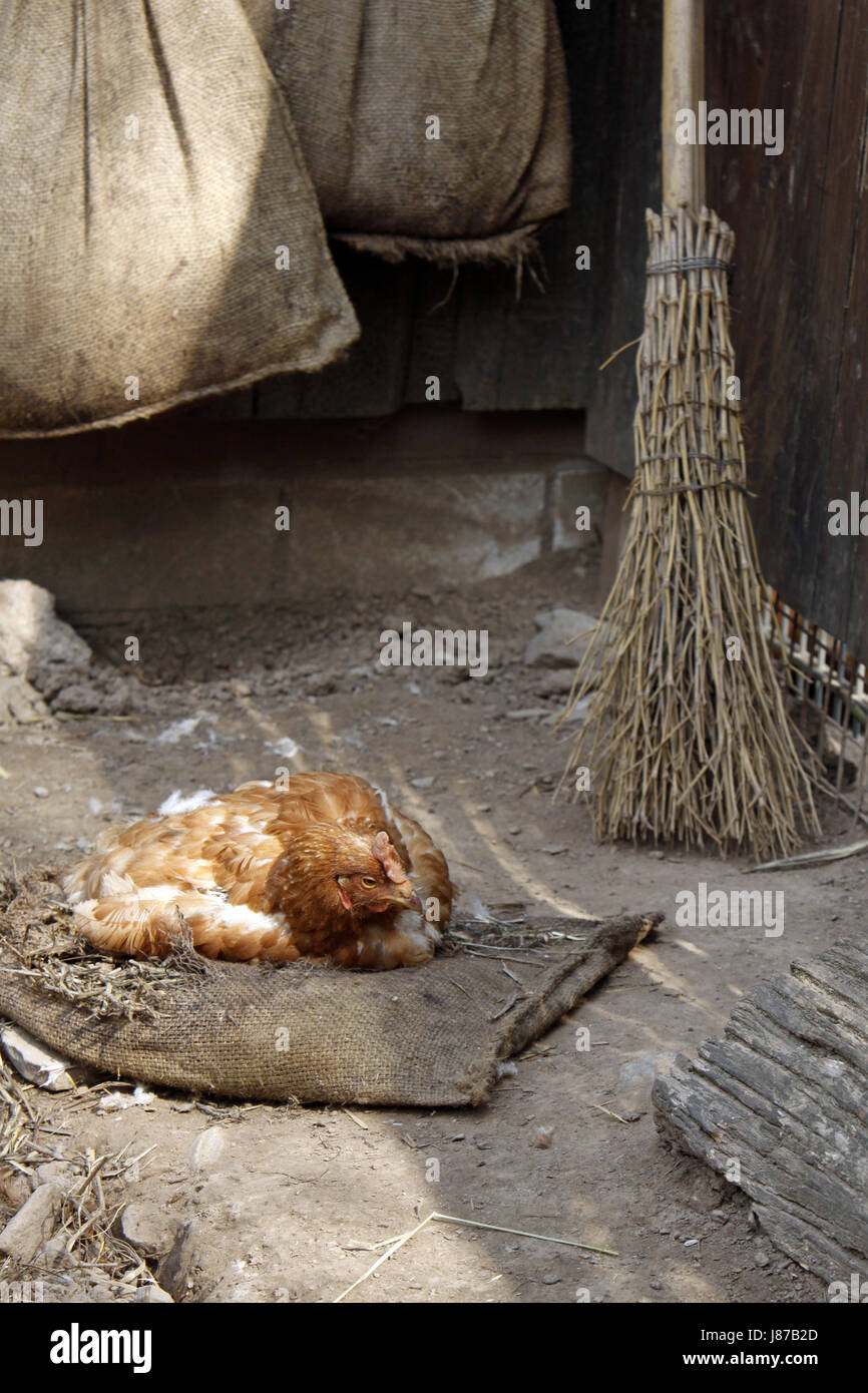 feathering, chicken, female, hen, hens, chickens, bird, brown, brownish ...