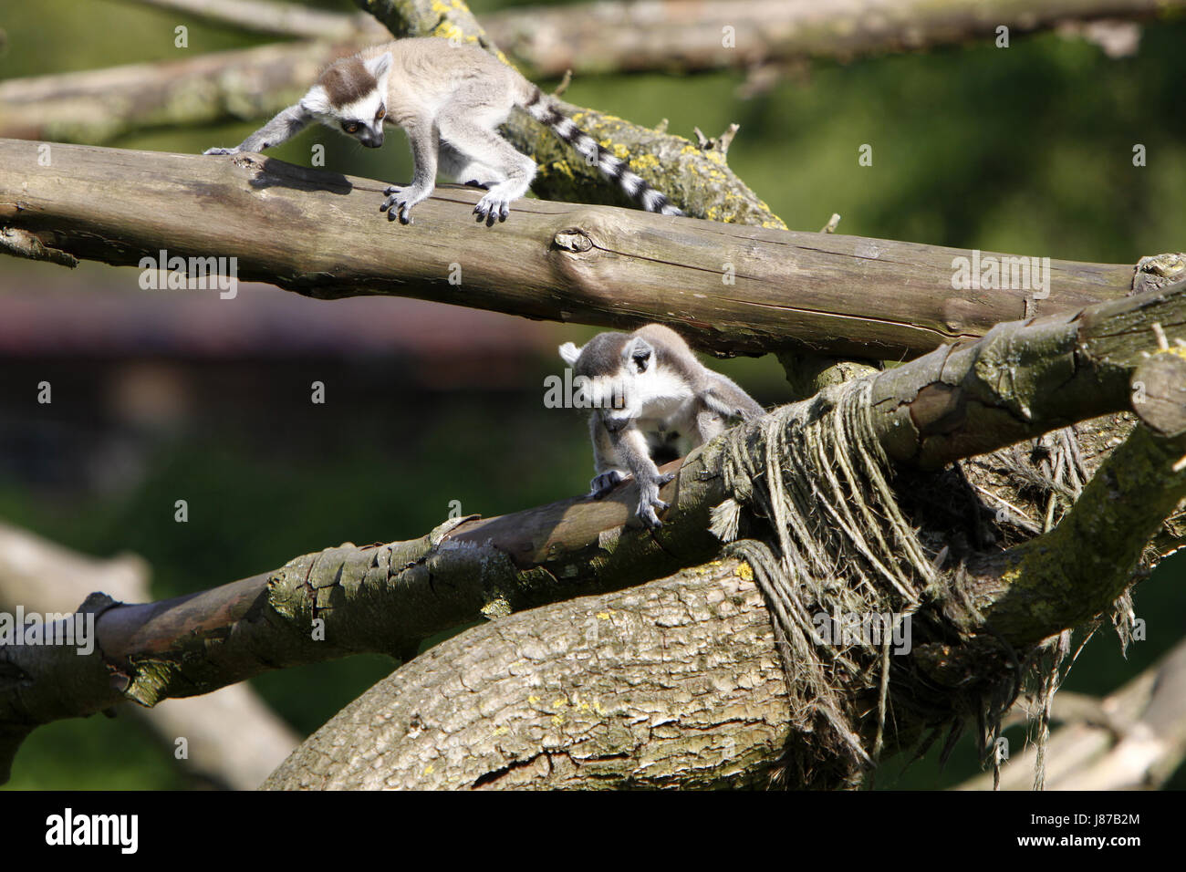 Kattafamilie hi-res stock photography and images - Alamy