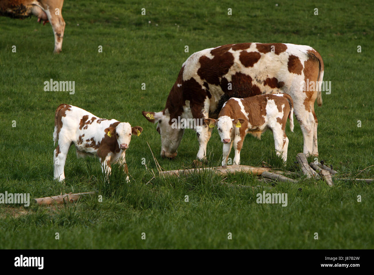 cow, herd, cows, calf, brown, brownish, brunette, animals, agriculture ...