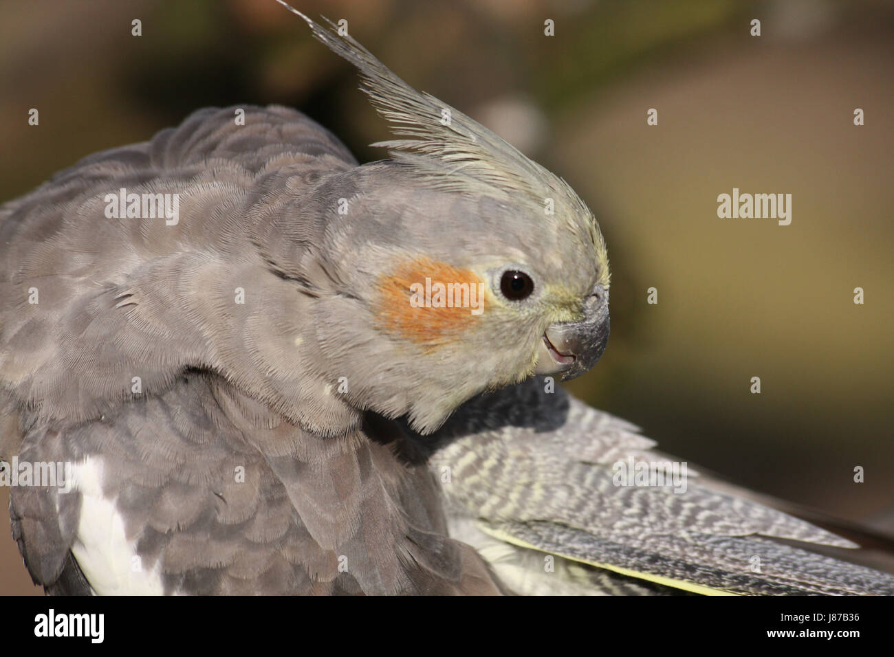 pet, grey, gray, cockatiel, animal, pet, bird, fauna, animals, birds ...