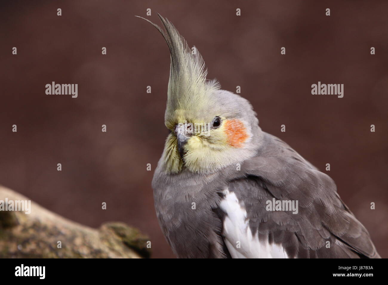 pet, grey, gray, cockatiel, animal, pet, bird, fauna, animals, birds ...
