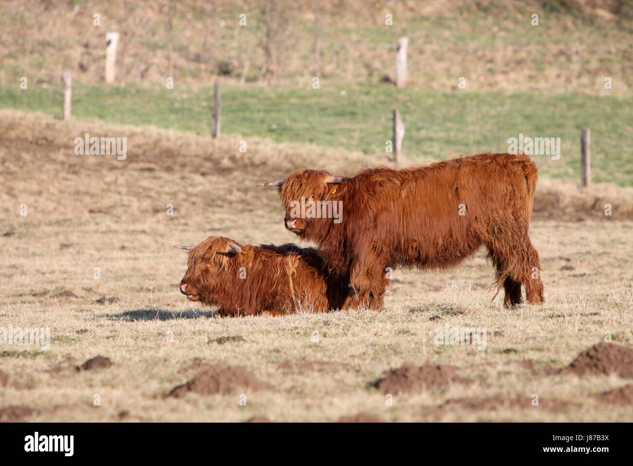 bovine, cattle, animal, brown, brownish, brunette, agriculture, farming ...