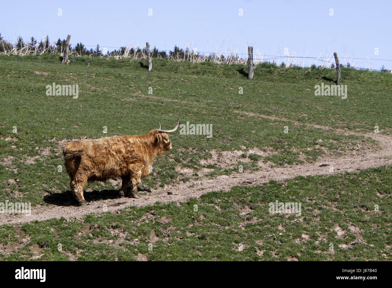bovine, cattle, animal, brown, brownish, brunette, agriculture, farming ...