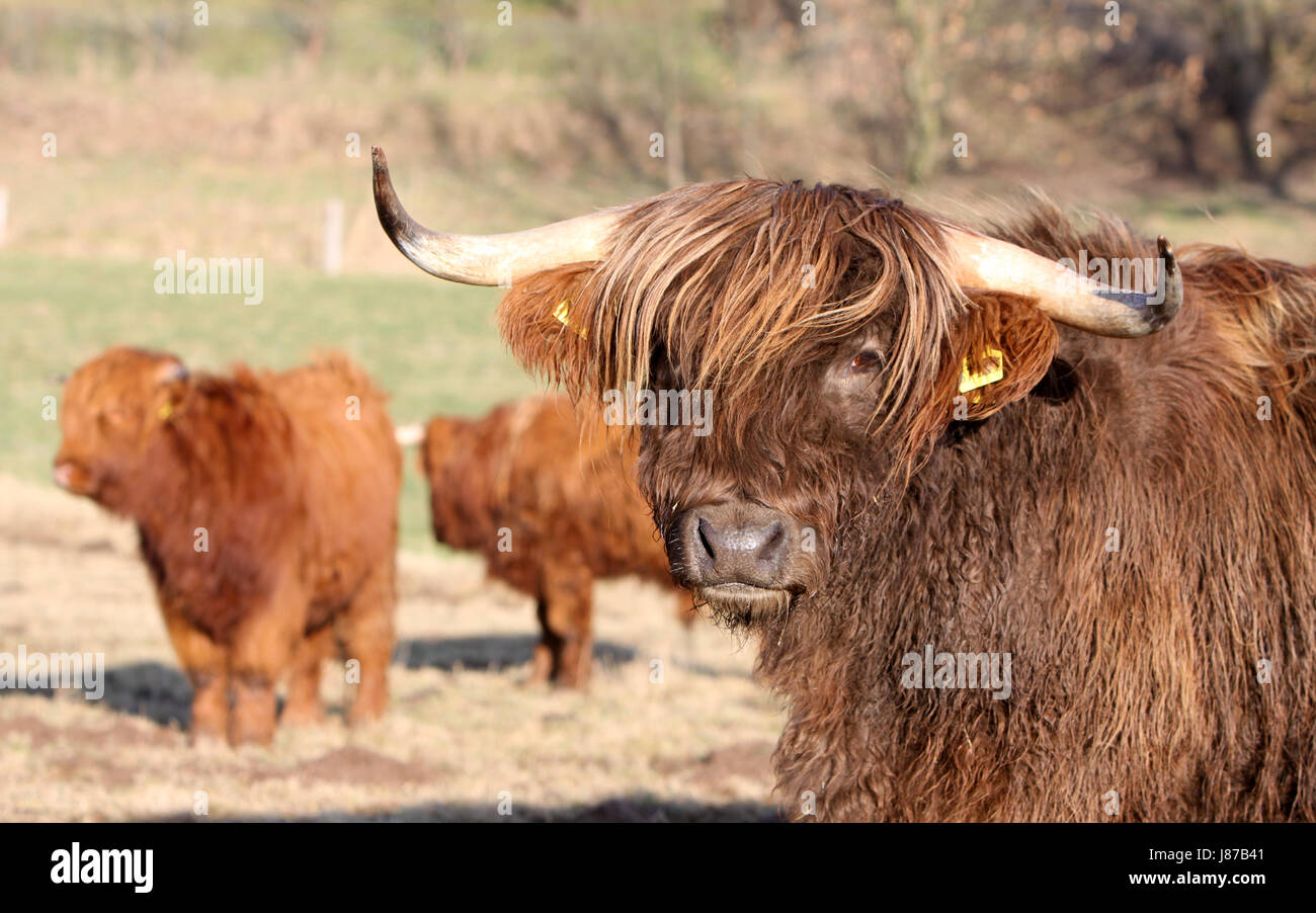 bovine, cattle, animal, brown, brownish, brunette, agriculture, farming ...