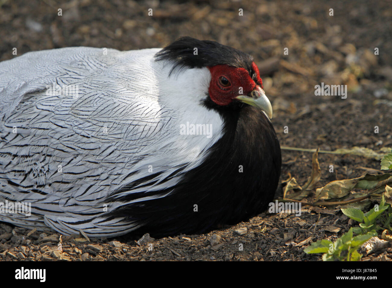 bird, birds, poultry, pheasant, animal, bird, birds, poultry, pheasant ...