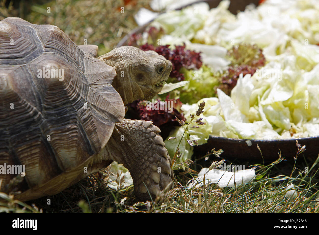 Schildkrtenpanzer hi-res stock photography and images - Alamy