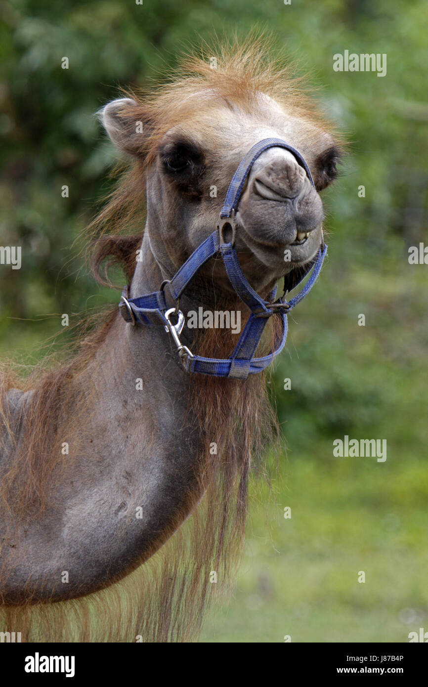 young bactrian camel with blue halter Stock Photo - Alamy