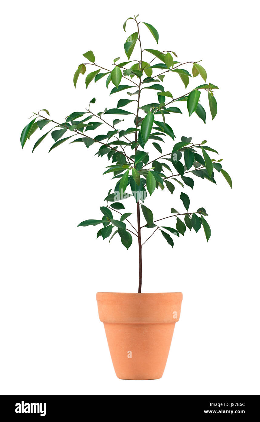 leaf, tree, small, tiny, little, short, growth, lawn, green, plant ...