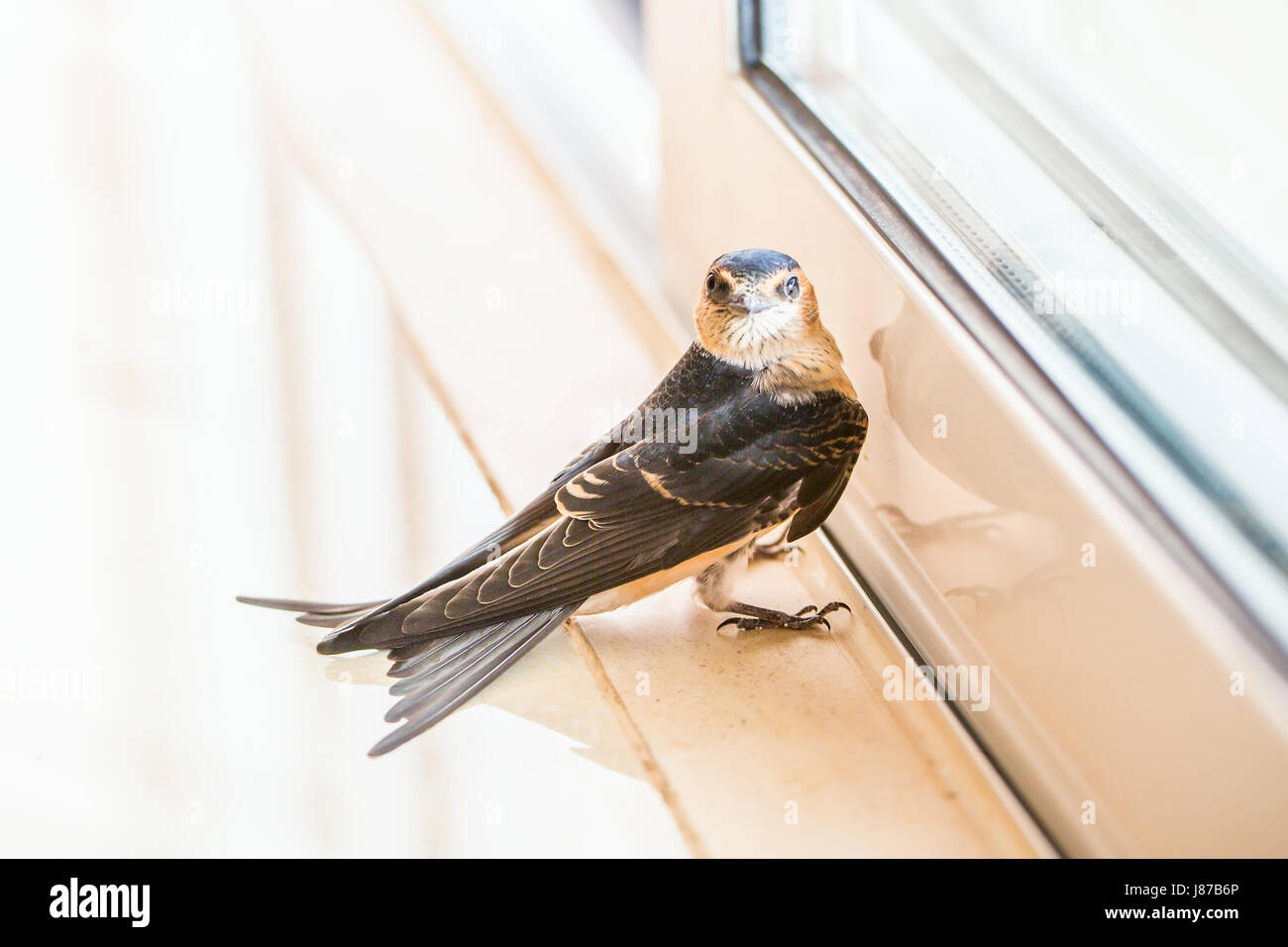 A swallow bird sitting on a tile floor by an open sliding glass door ...