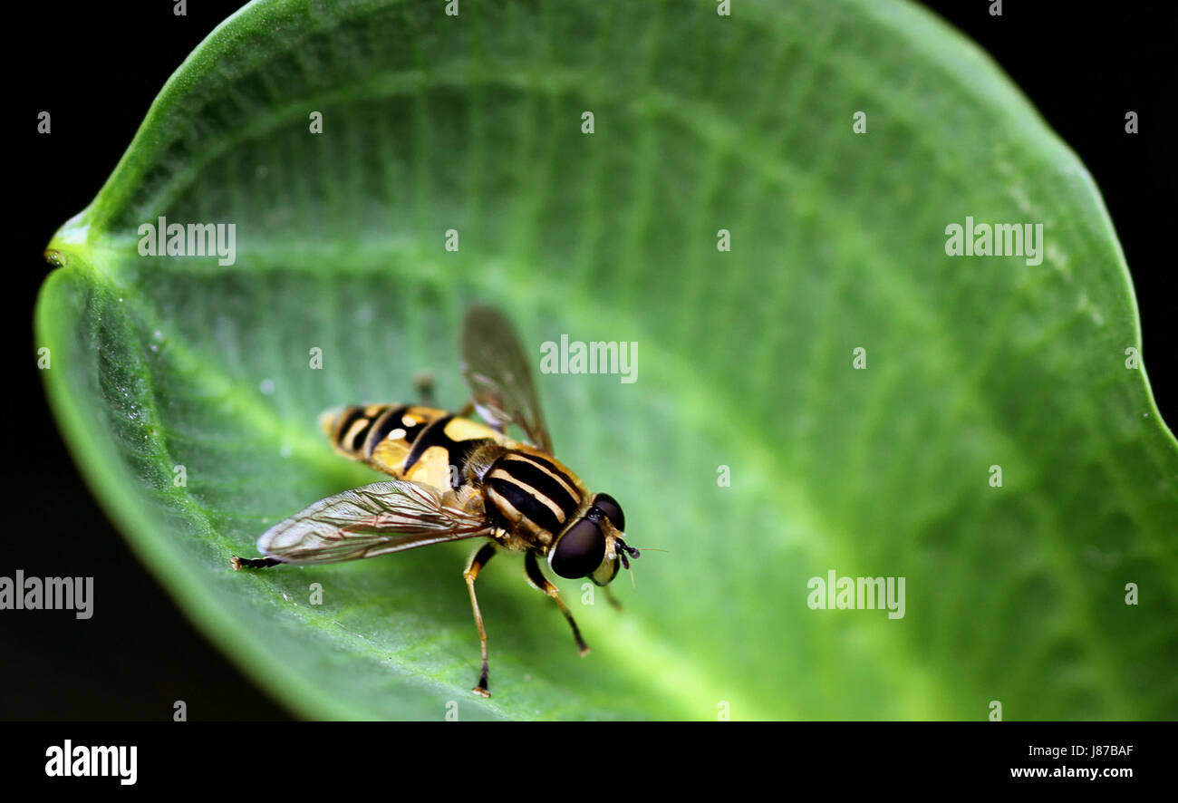 Stripe sheet hi-res stock photography and images - Alamy