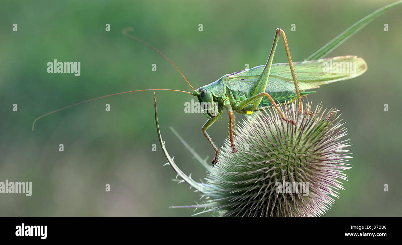 green, grasshopper, insect, green, male, masculine, spring, bouncing ...