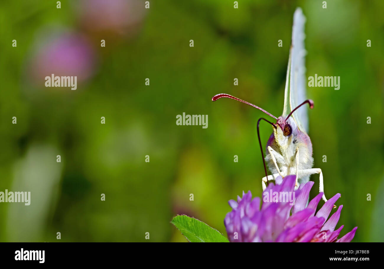 butterfly, brimstone butterfly, legs, female, insect, butterfly ...
