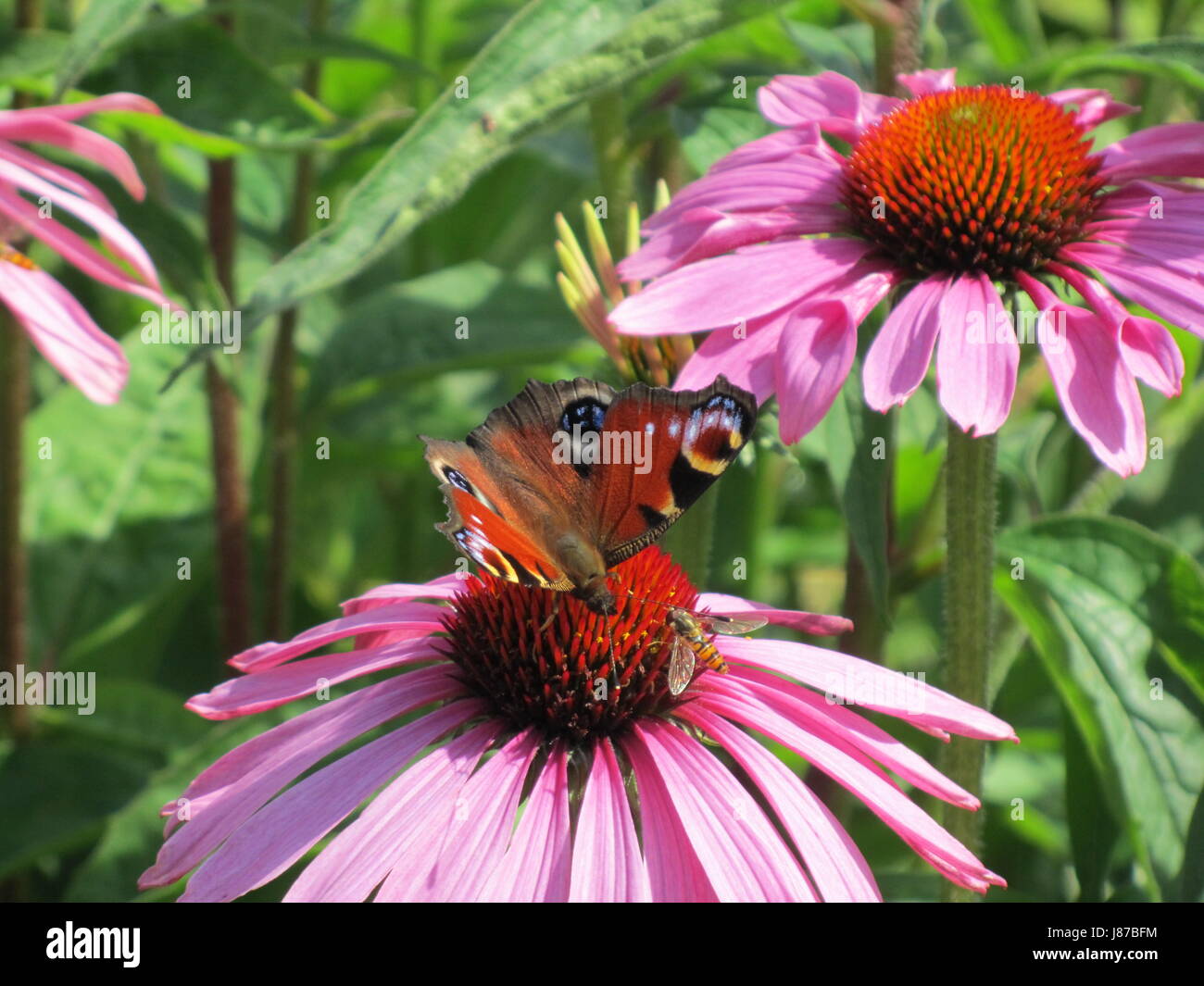 animal, insect, butterfly, purple, peacock butterfly, two, animal ...