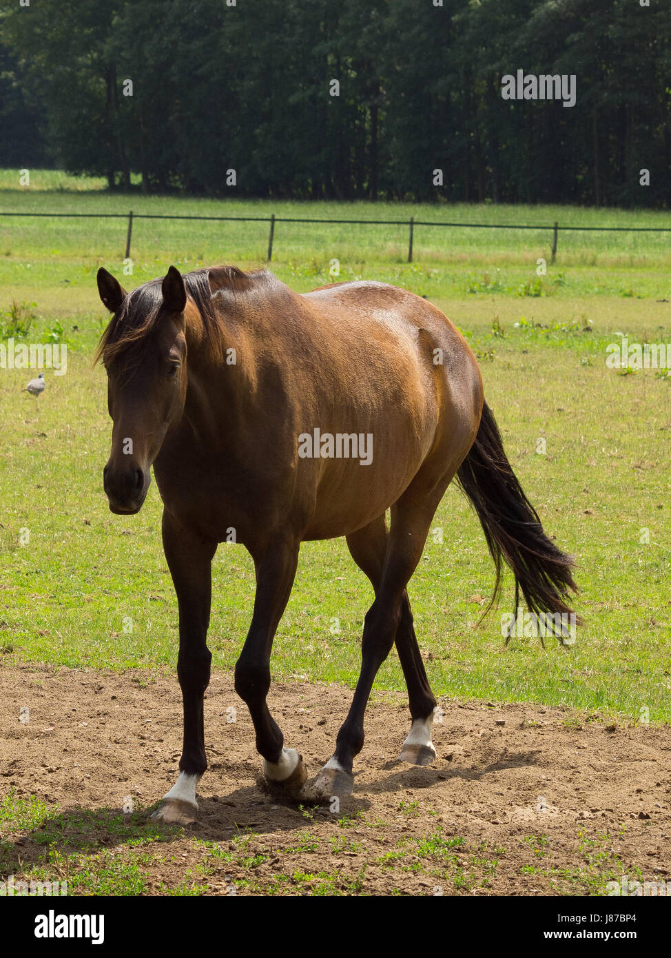 ride, horse, animal, horseriding, nature, ride, horse, animal, animals ...