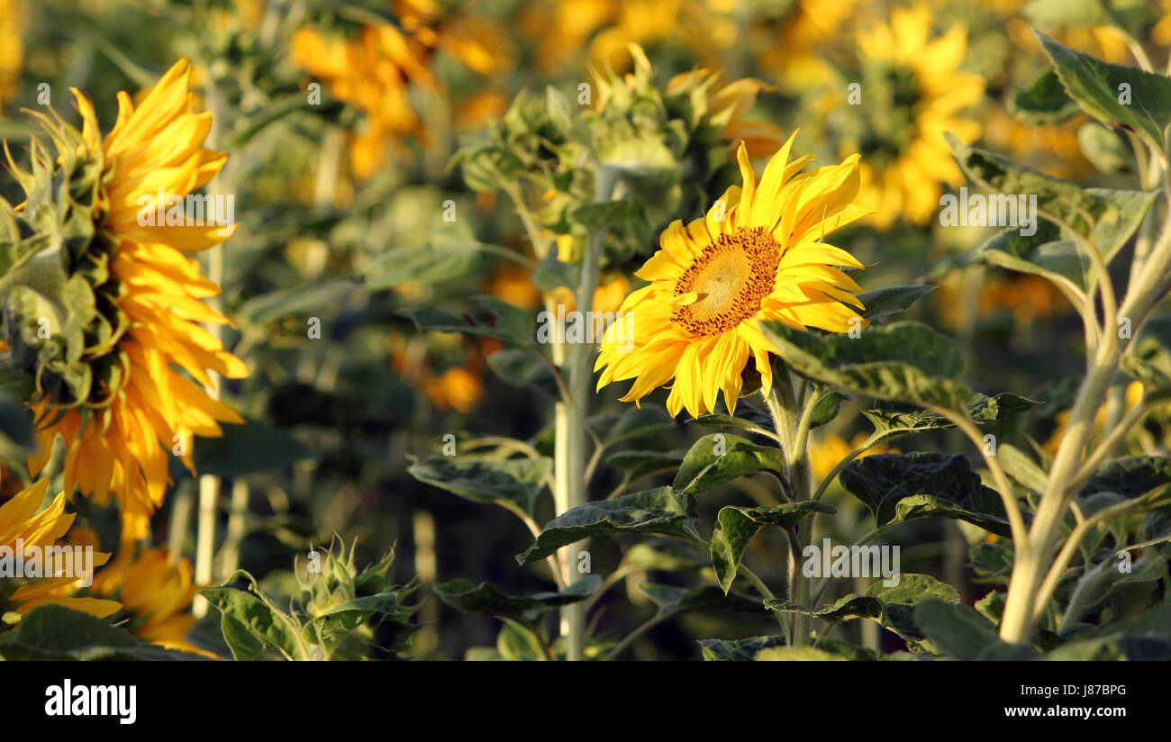 flower, plant, green, bloom, blossom, flourish, flourishing, leaves ...