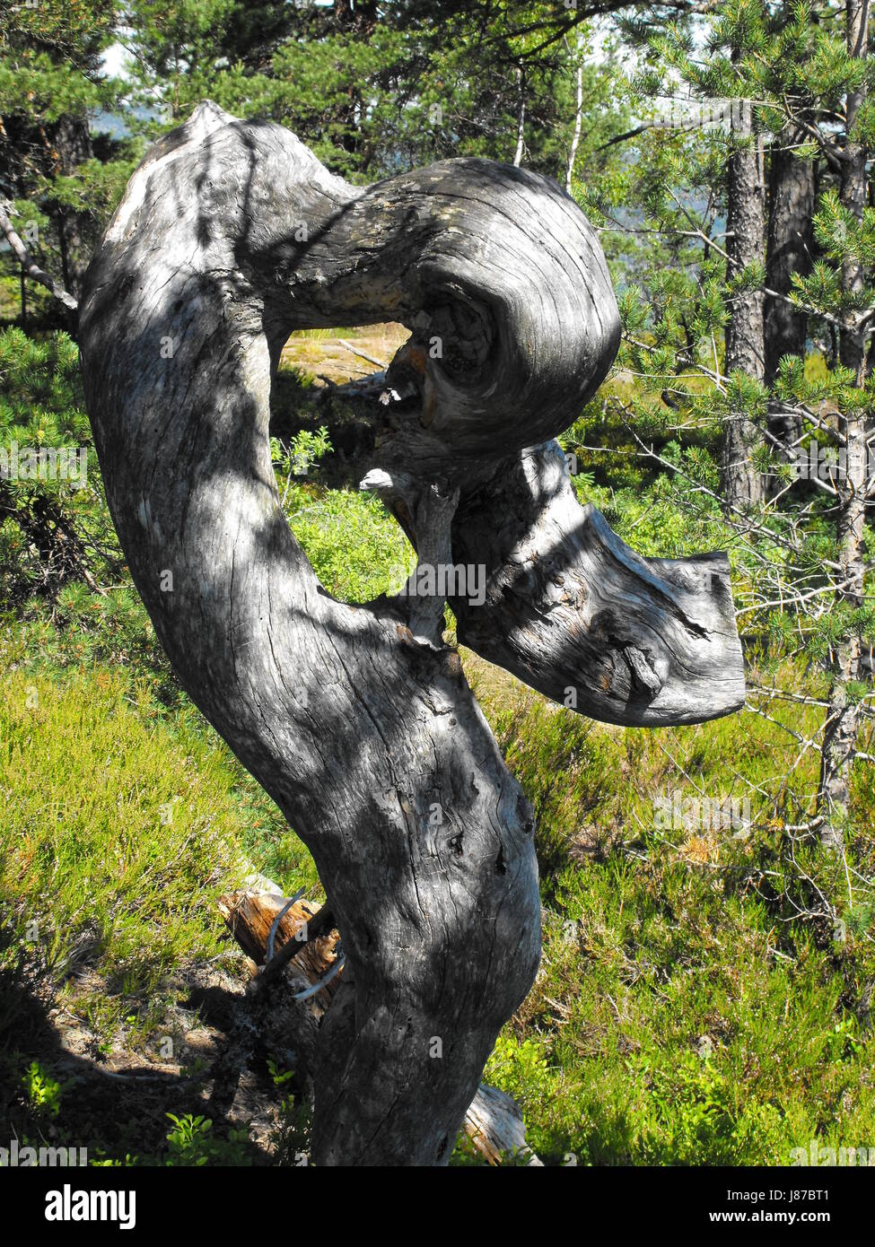 Skeleton art hi-res stock photography and images - Alamy