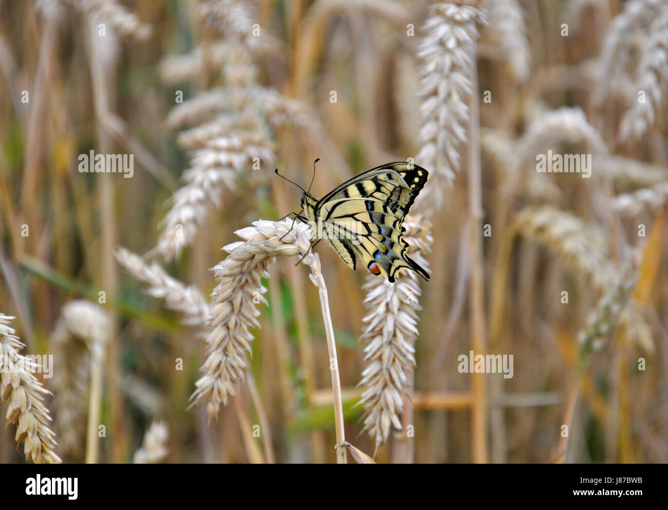 animal, butterfly, field, wheat, moth, swallowtail, macro, close-up ...